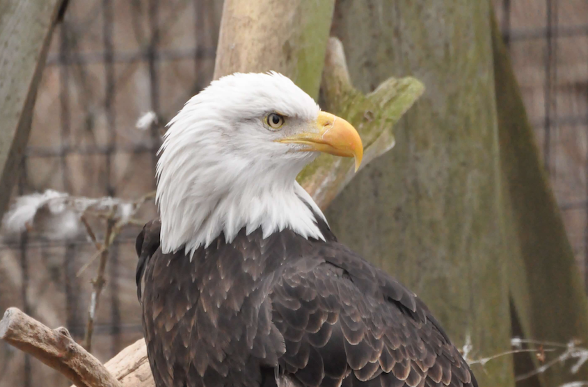 Bald Eagle - Binder Park Zoo