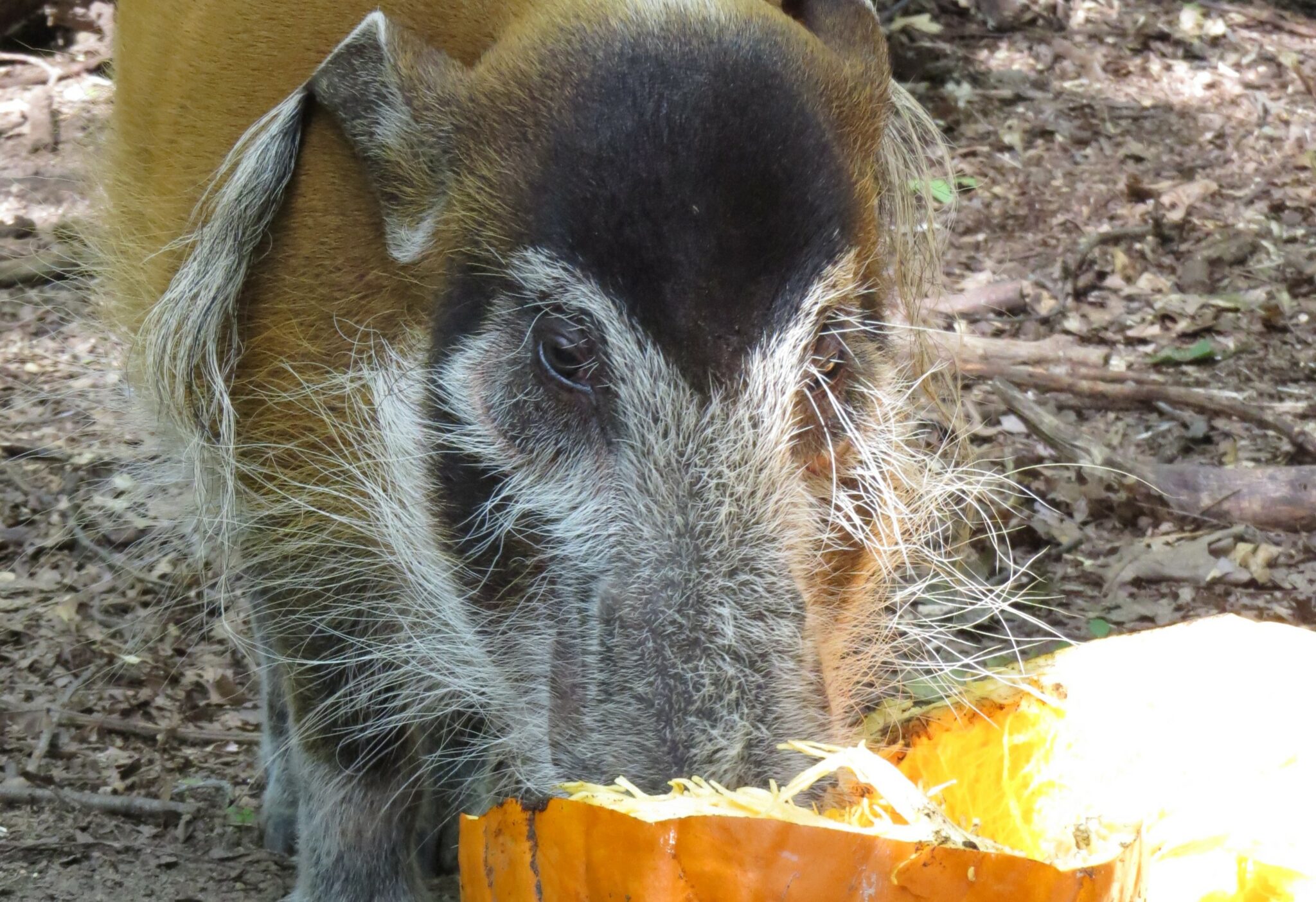 Summer Day Camp Program - Binder Park Zoo