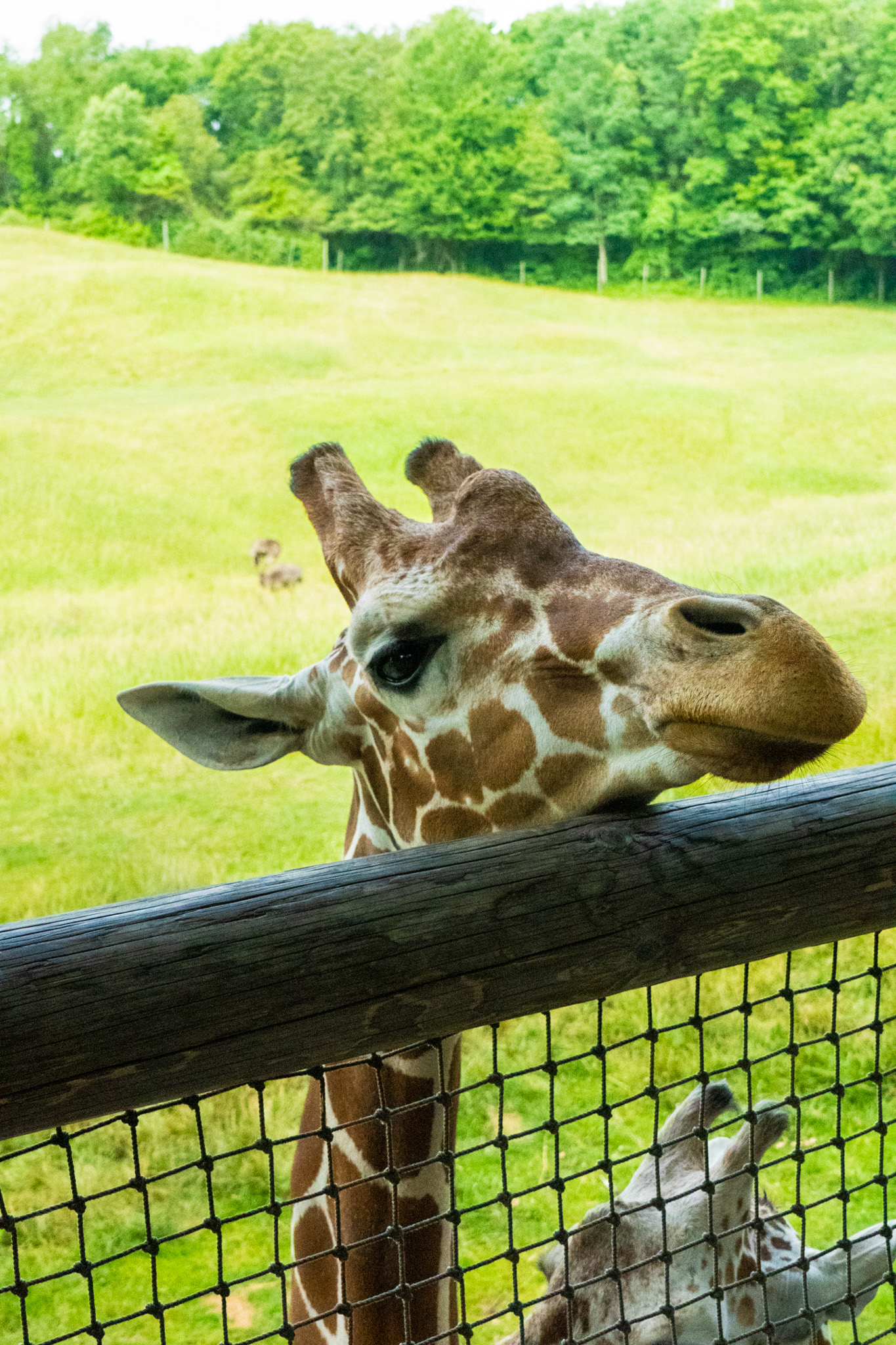 Visitor Information - Binder Park Zoo