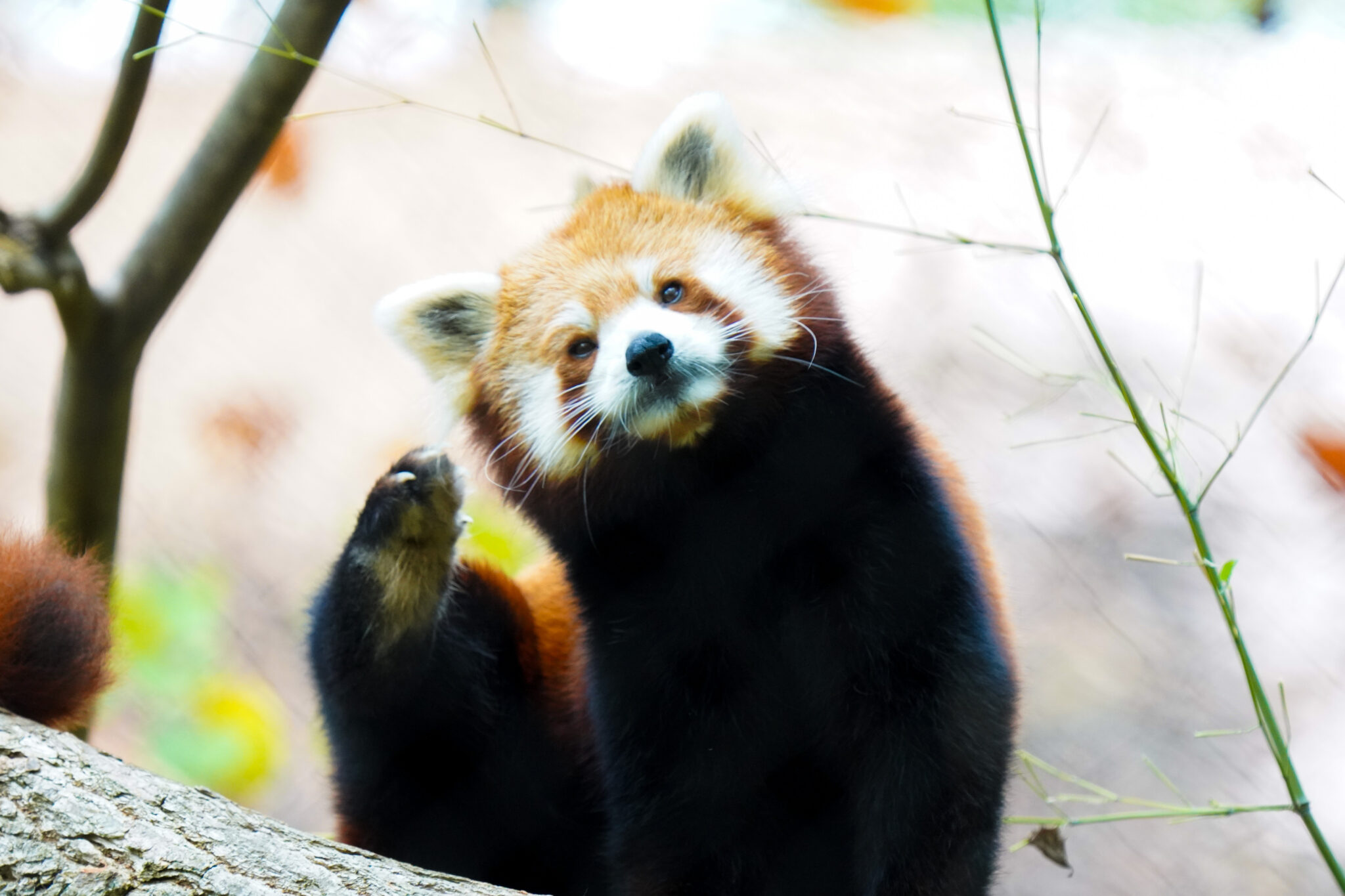 AZA Accreditation - Binder Park Zoo