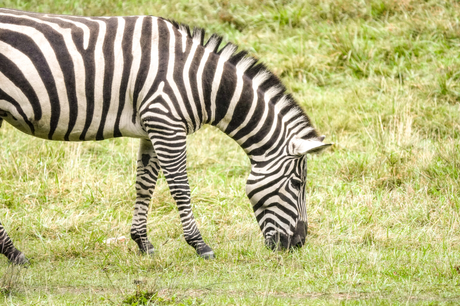 AZA Accreditation - Binder Park Zoo