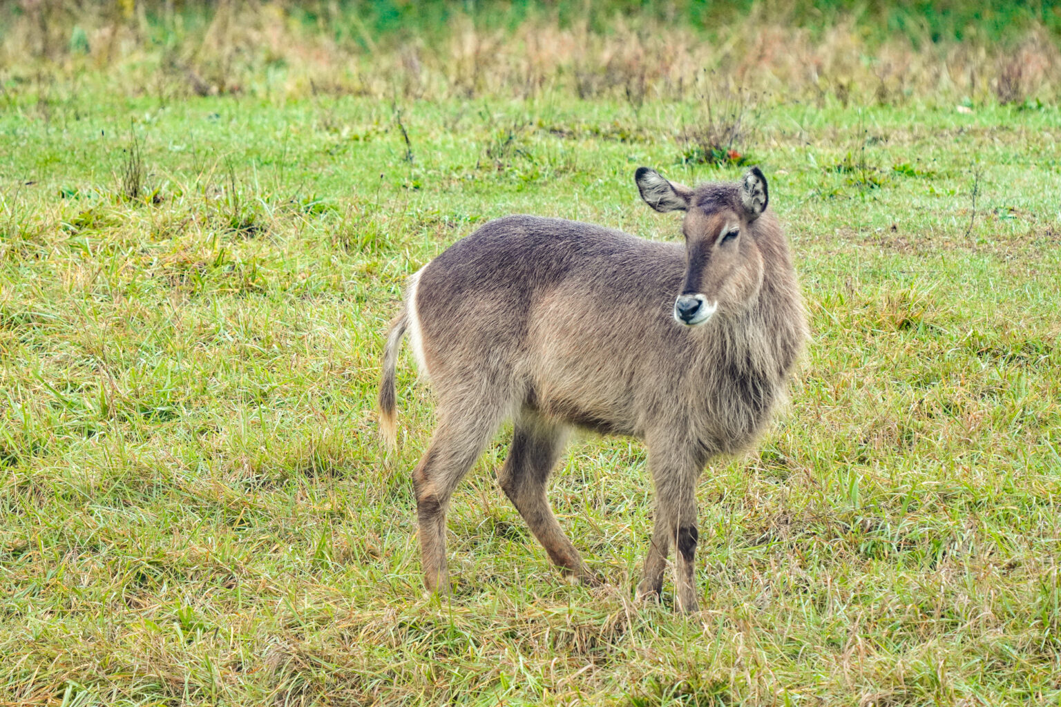 AZA Accreditation - Binder Park Zoo