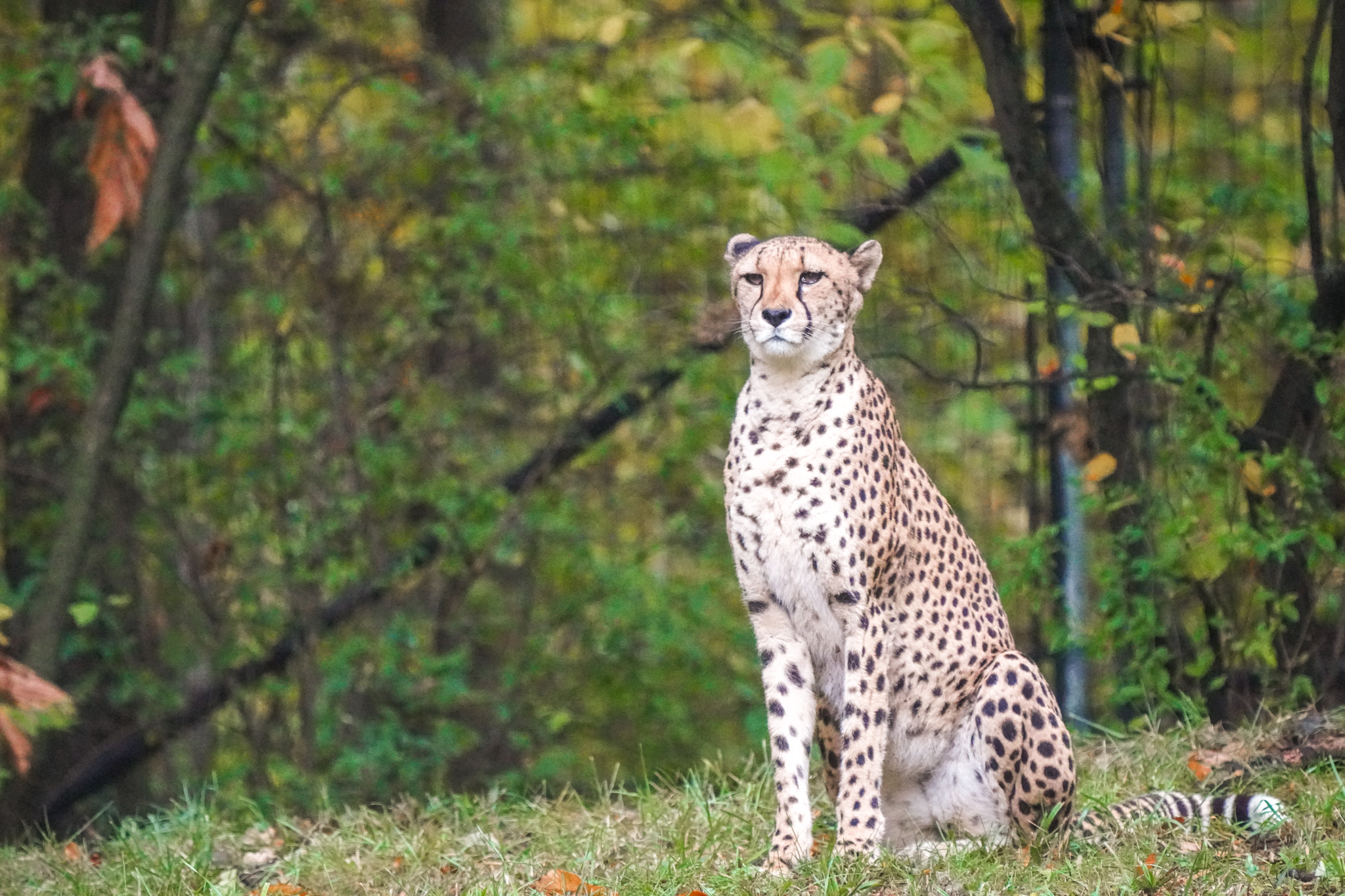 AZA Accreditation - Binder Park Zoo