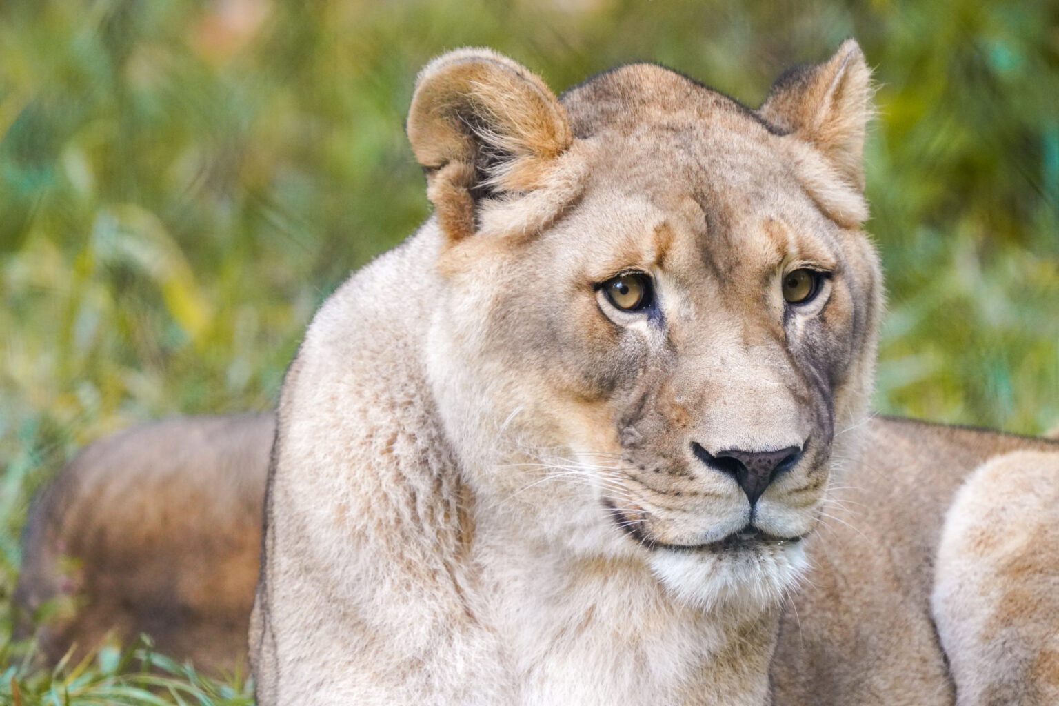 AZA Accreditation - Binder Park Zoo