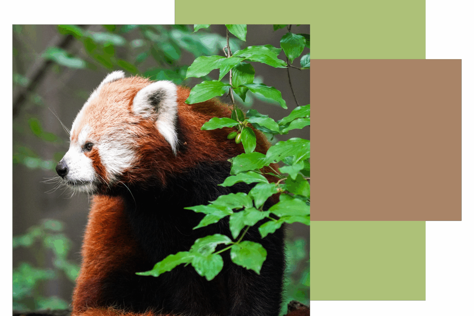 Planned Giving - Binder Park Zoo