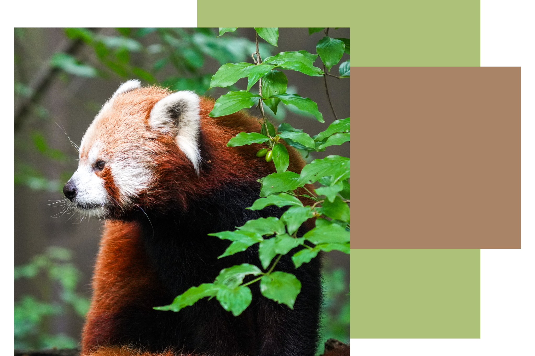 Planned Giving - Binder Park Zoo