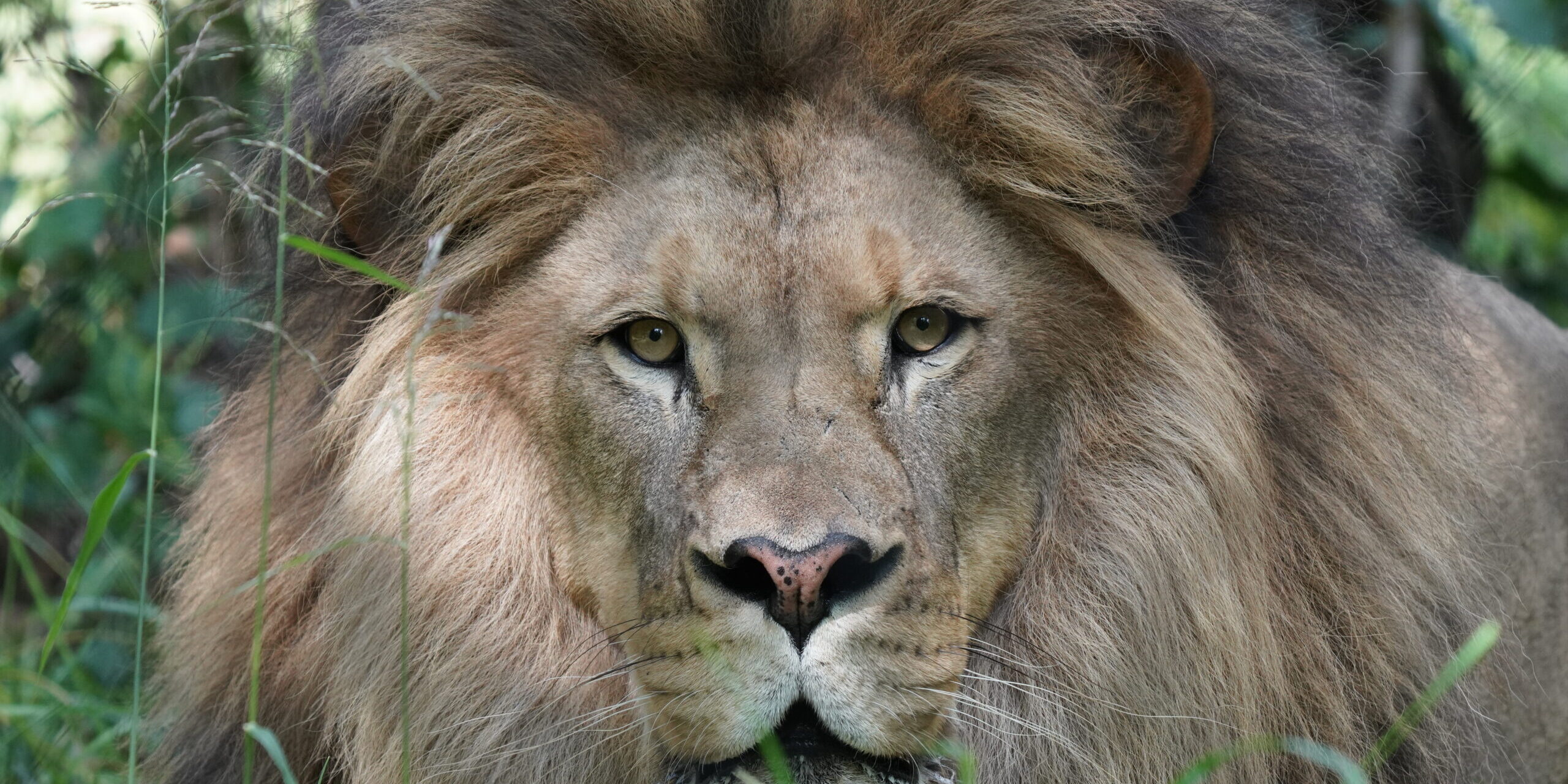 Summer Day Camp Program - Binder Park Zoo